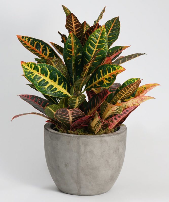 Croton Variegatum Magnificent | Codiaeum Variegatum Magnificent | کروٹن ...