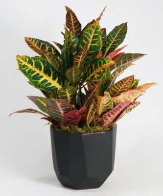 Croton Variegatum Magnificent | Codiaeum Variegatum Magnificent | کروٹن ...