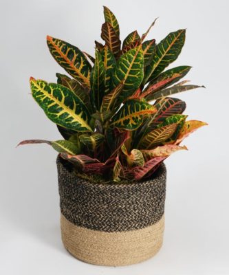 Croton Variegatum Magnificent | Codiaeum Variegatum Magnificent | کروٹن ...