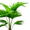 Table palm | Umbrella Palm | Chineseman Palm | Footstool Palm – eTree.pk