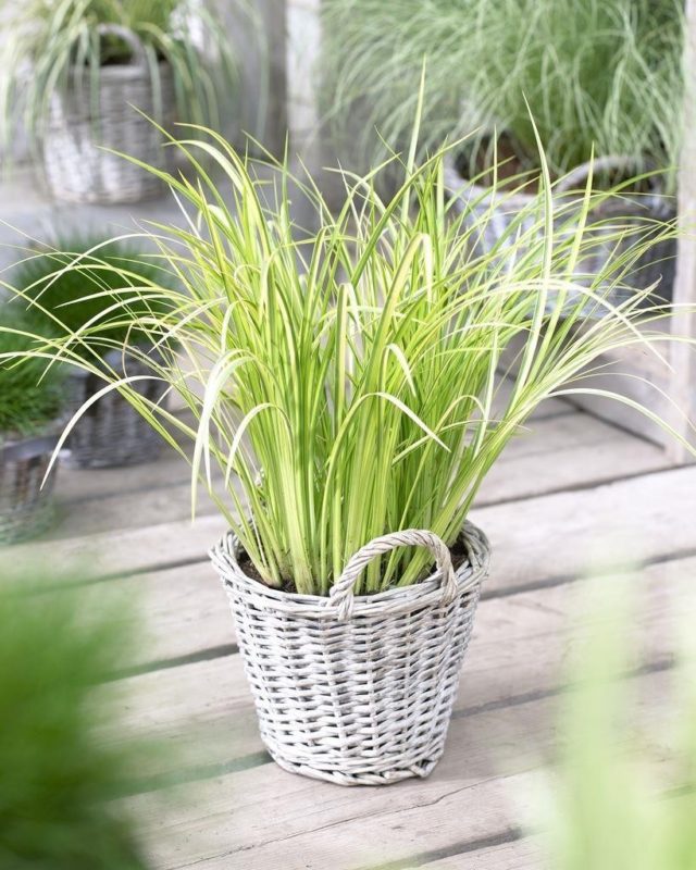 Acorus Grass | اکیورس گھاس – eTree.pk