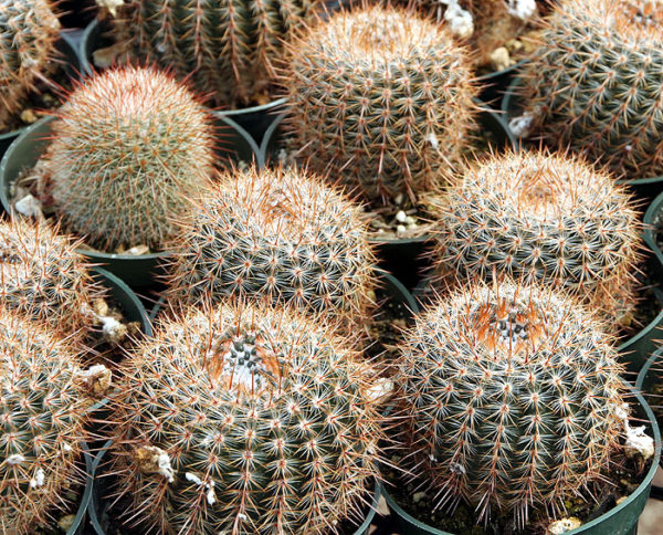 Notocactus Rutilans | نوٹو کیکٹس – eTree.pk