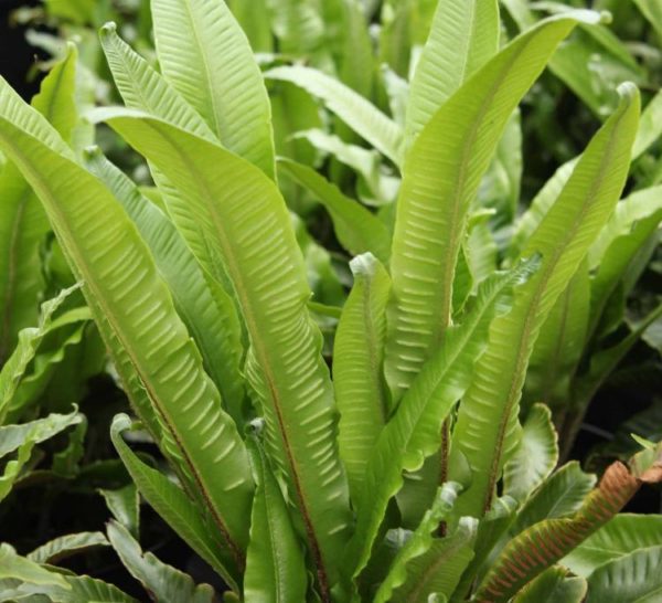 Phyllitis scolopendrium | – eTree.pk