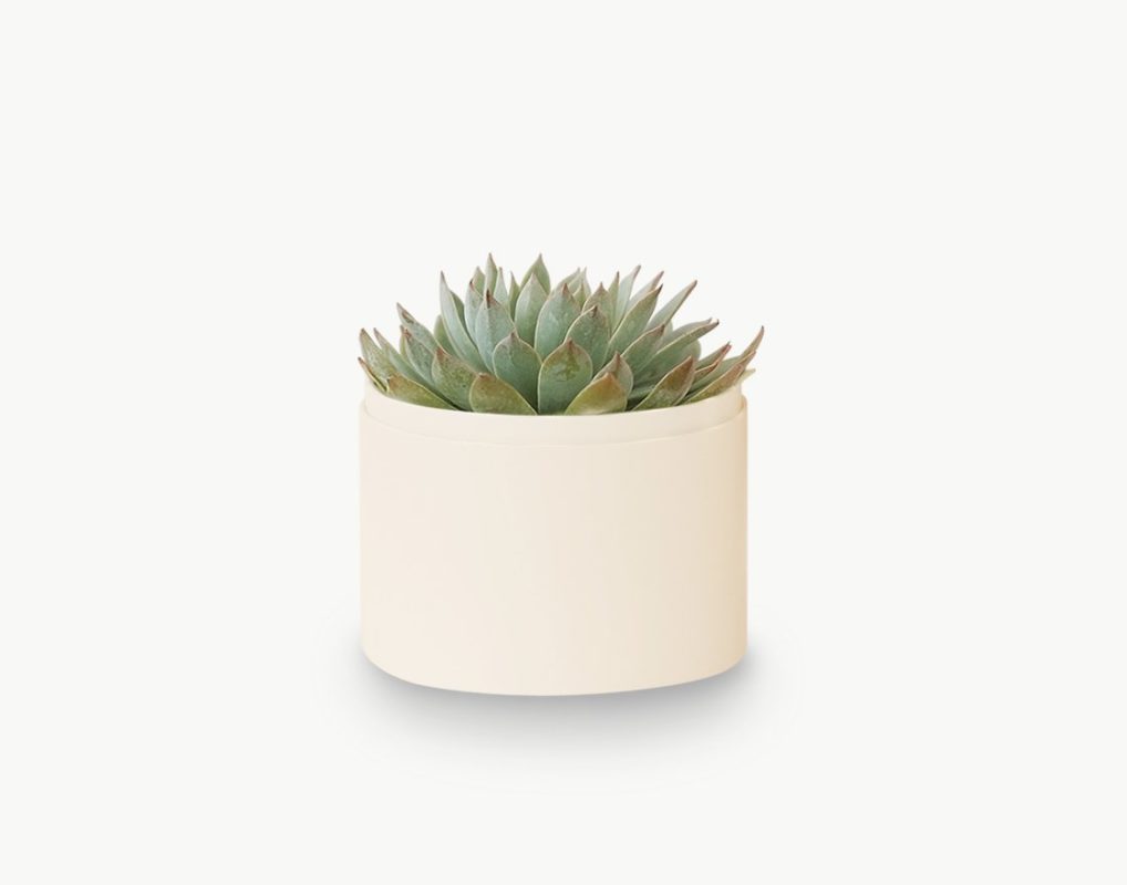 Garden Collection – eTree.pk