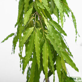 Ulta Ashok | Polyathia Longifolia | Ashok Tree | الٹا اشوک – eTree.pk