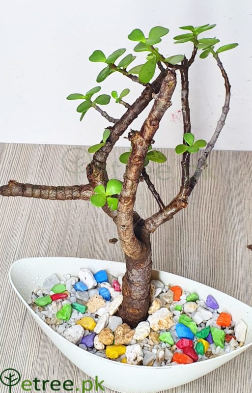 The Jade Tree – eTree.pk