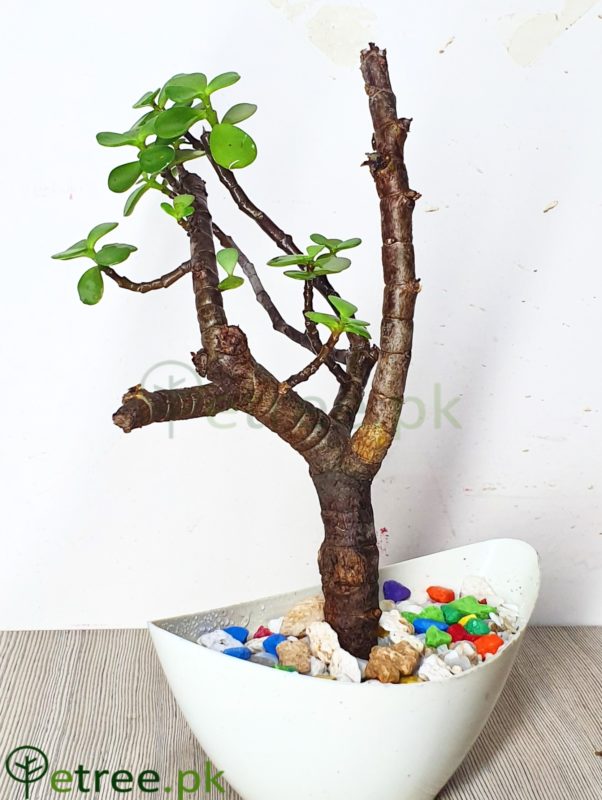 The Jade Tree – eTree.pk