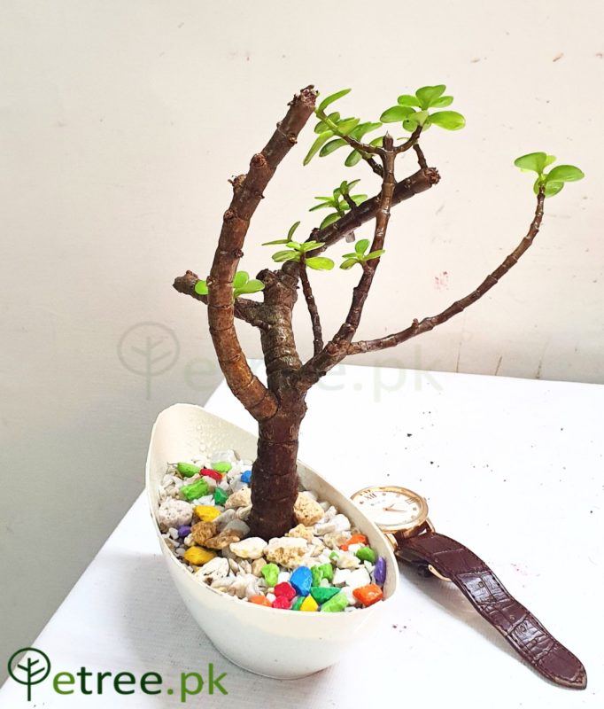 The Jade Tree – eTree.pk