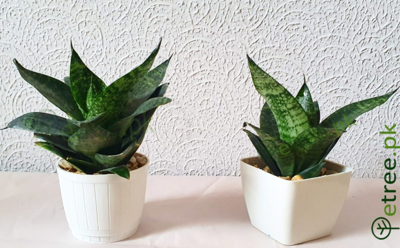Pack of 2 Dwarf Snake Plants ( Imported ) | Dwarf Sansevieria - eTree.pk