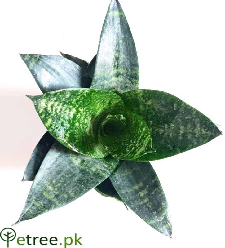 Pack of 2 Dwarf Snake Plants ( Imported ) | Dwarf Sansevieria – eTree.pk