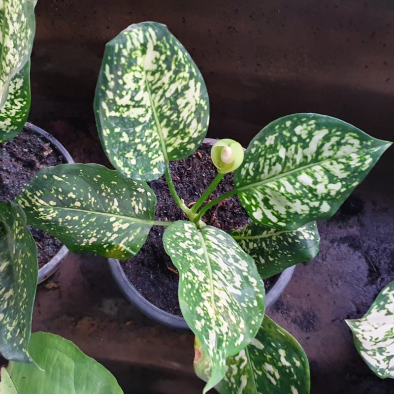 Aglaonema spp. | White and Green | Chinese Evergreen – eTree.pk