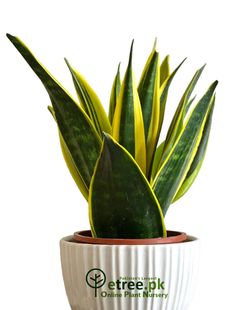 Sansevieria Trifasciata Gold Flame (Imported) | Golden Variegated Snake ...
