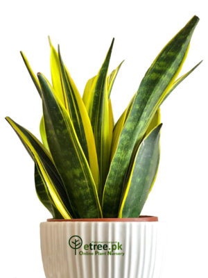 Sansevieria Trifasciata Gold Flame (Imported) | Golden Variegated Snake ...