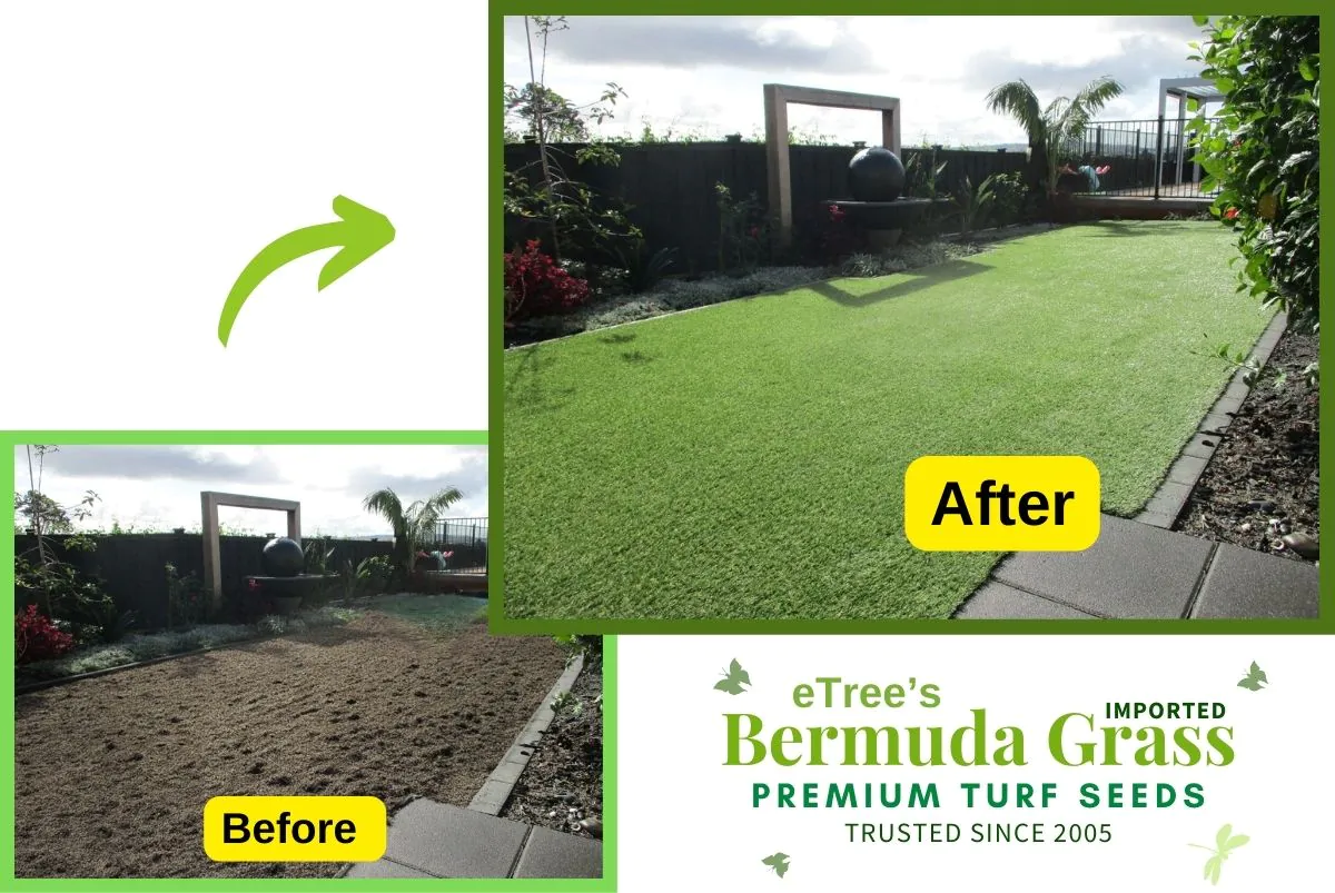 Bermuda Grass Seeds (Imported) – Premium Quality – eTree.pk