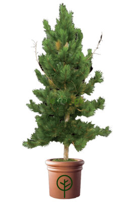 Pine Tree | Cheer Tree | Chir Tree – eTree.pk
