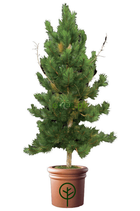 Pine Tree | Cheer Tree | Chir Tree – eTree.pk