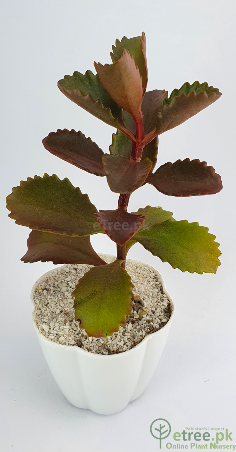 Kalanchoe sexangularis – Succulent Plant – eTree.pk