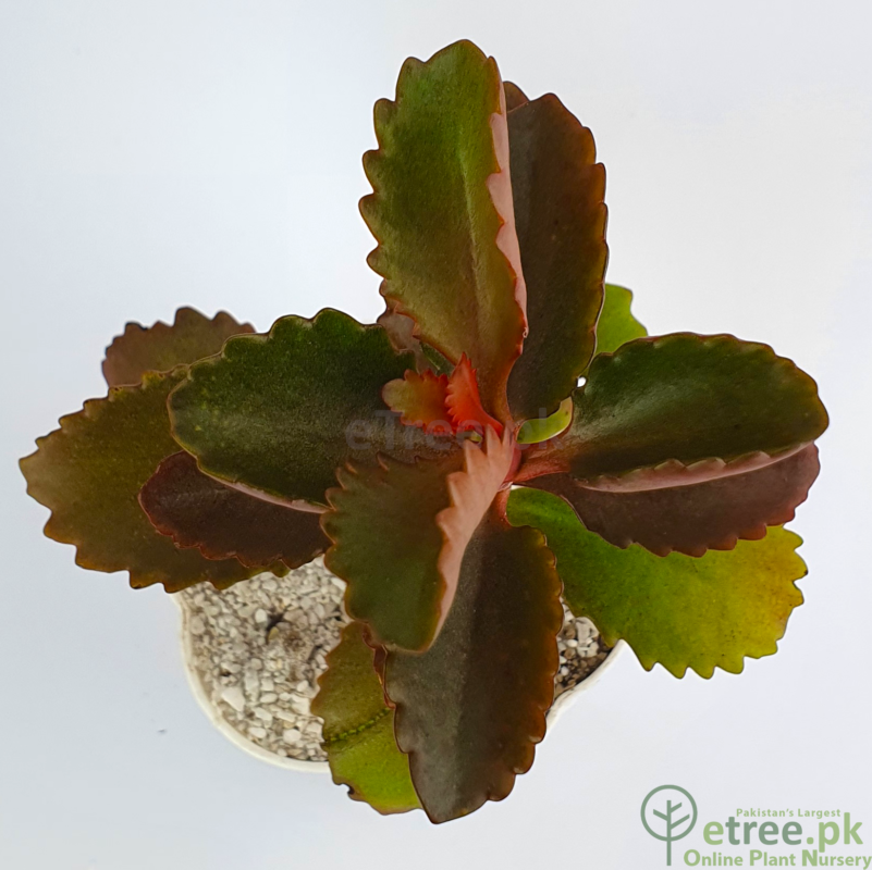 Kalanchoe sexangularis – Succulent Plant – eTree.pk